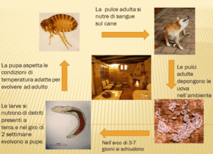 Pulci del Cane - Come Riconoscerle, Eliminarle e Prevenirle in Casa
